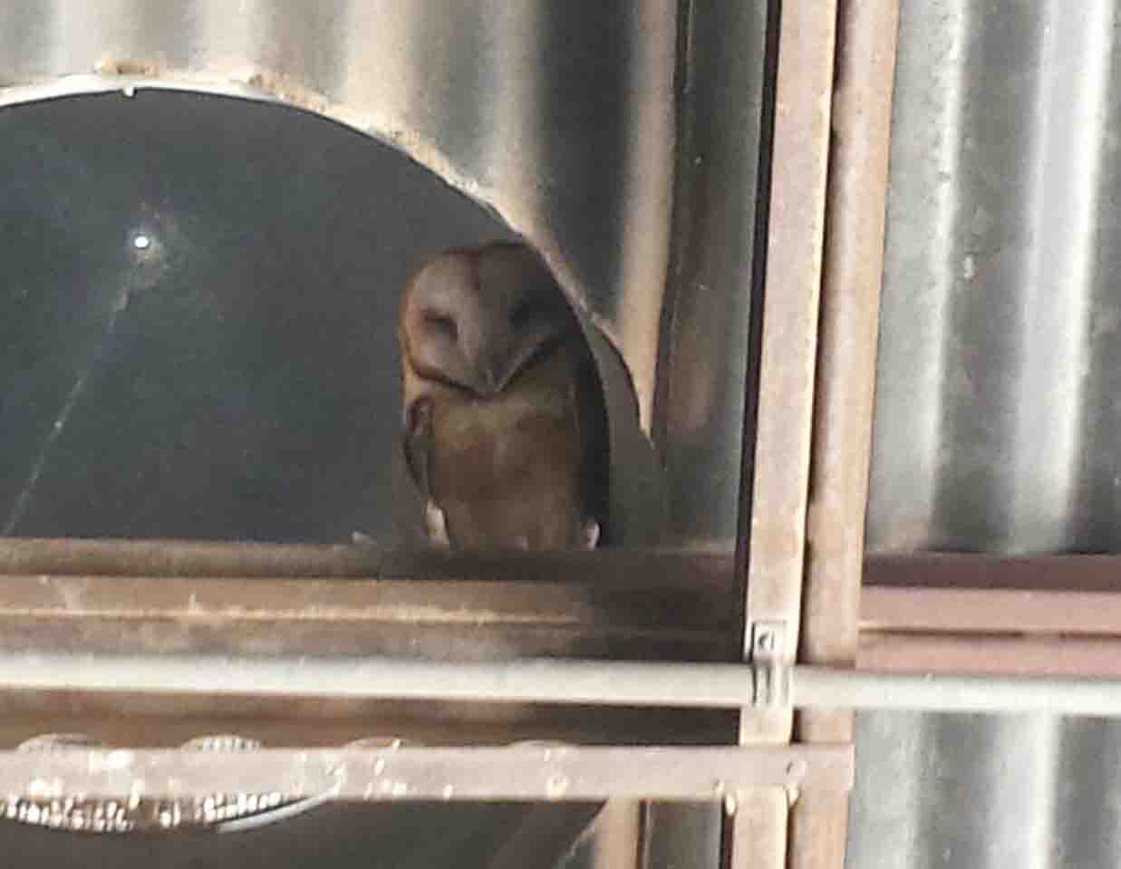 Nature Notes: Stealthy Hunters in the Night: Barn Owls in West Texas ...